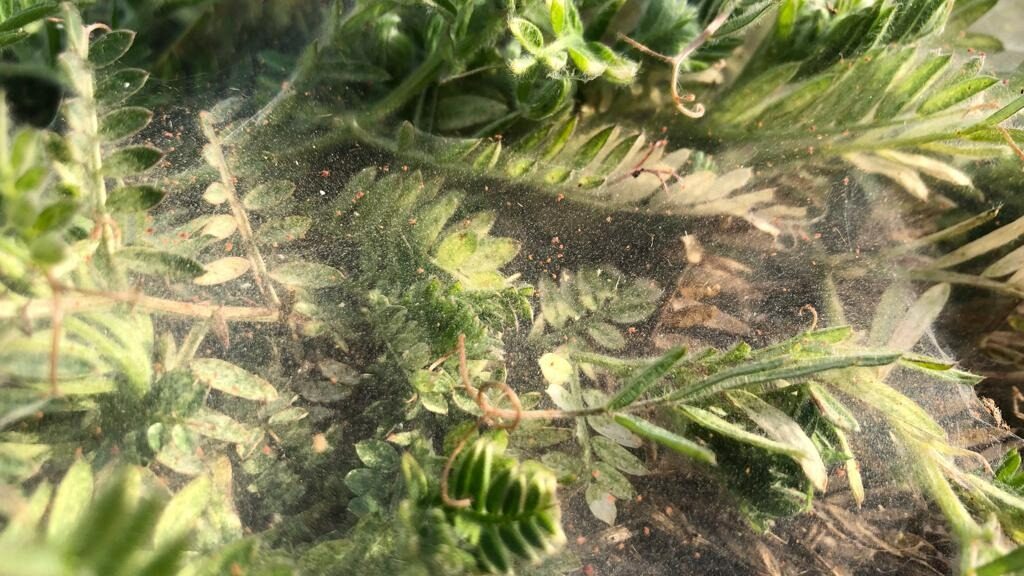 Sistemas siempre verdes: desafíos y oportunidades en el manejo de ...