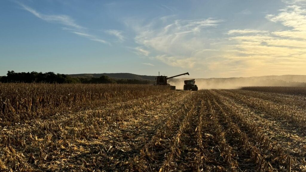 Córdoba: Un 15% de la superficie maicera de la provincia no se cosechó ...
